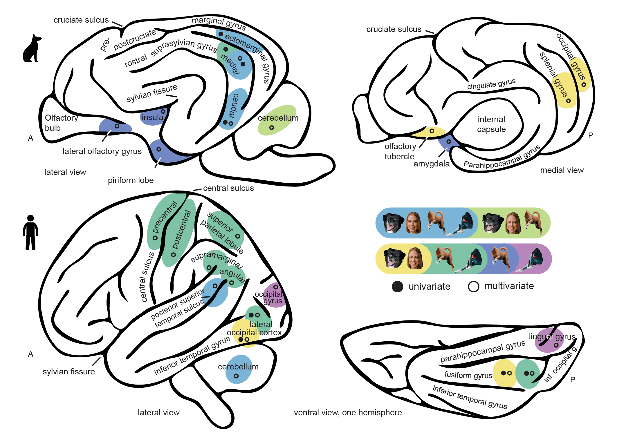 Functionally analogous body- and animacy-responsive areas are present ...